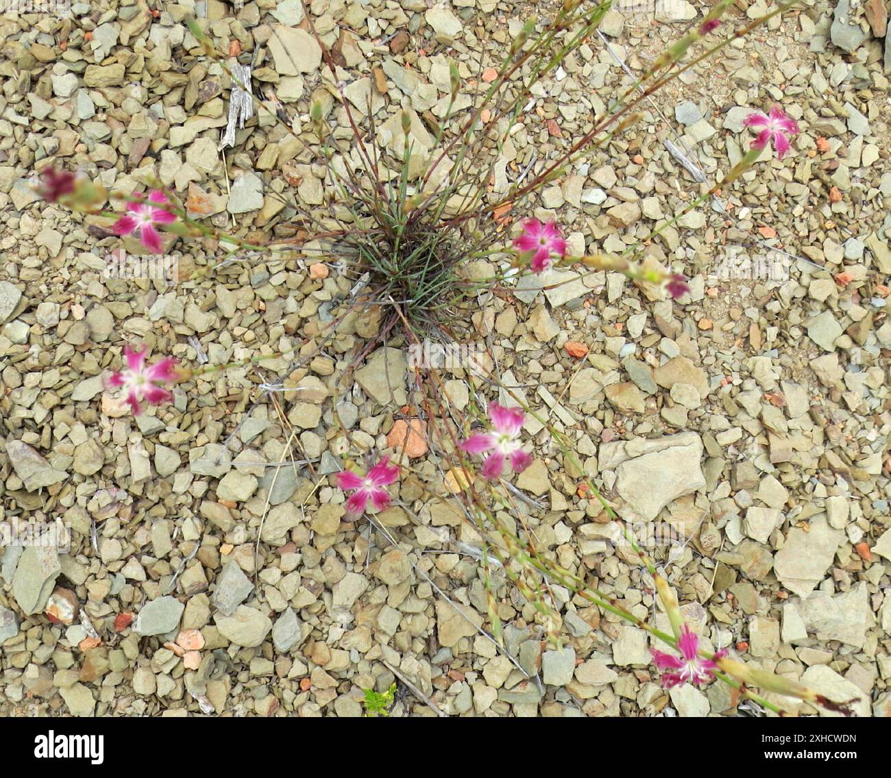 Cape Pink (Dianthus bolusii) Besemfontein in the Groot Swartberg: On ...