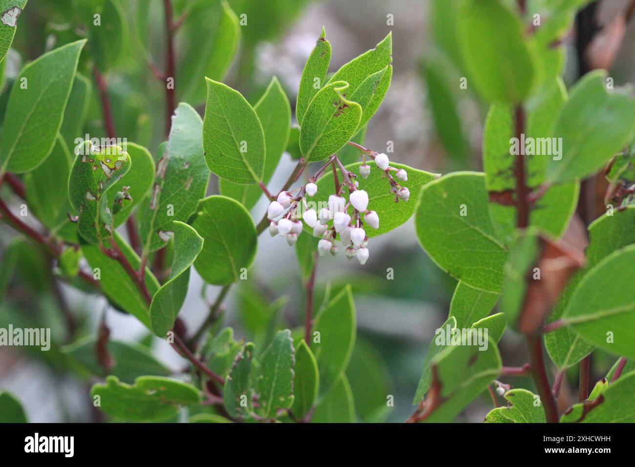 Common Manzanita (Arctostaphylos manzanita) pine flat road Stock Photo ...