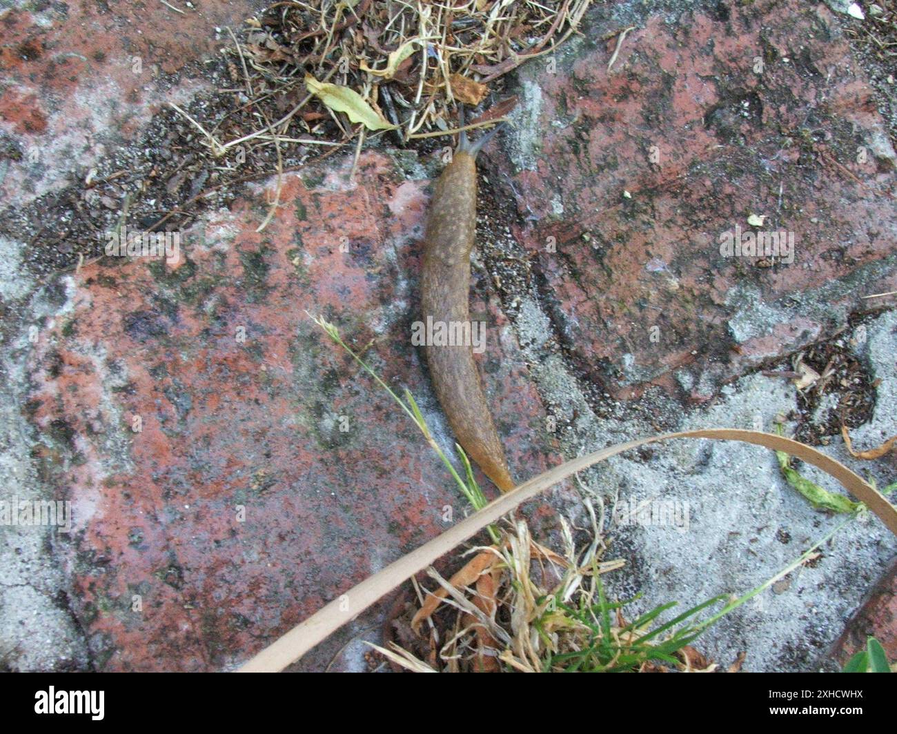 Yellow Cellar Slug (Limacus flavus) 45, dUrban St: Urban garden, 45 ...
