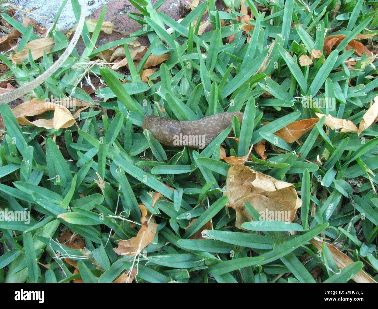 Yellow Cellar Slug (Limacus flavus) 45, dUrban St: Urban garden, 45 ...