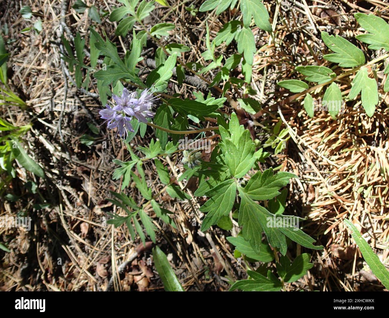 Hydrophyllum occidentale hi-res stock photography and images - Alamy
