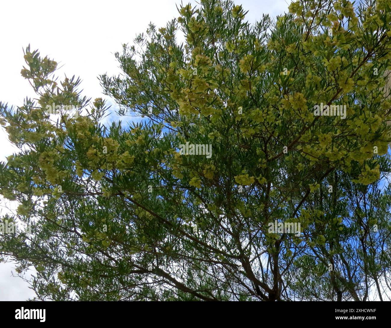 narrow-leaf hopbush (Dodonaea viscosa angustifolia) Klein Drakenstein ...
