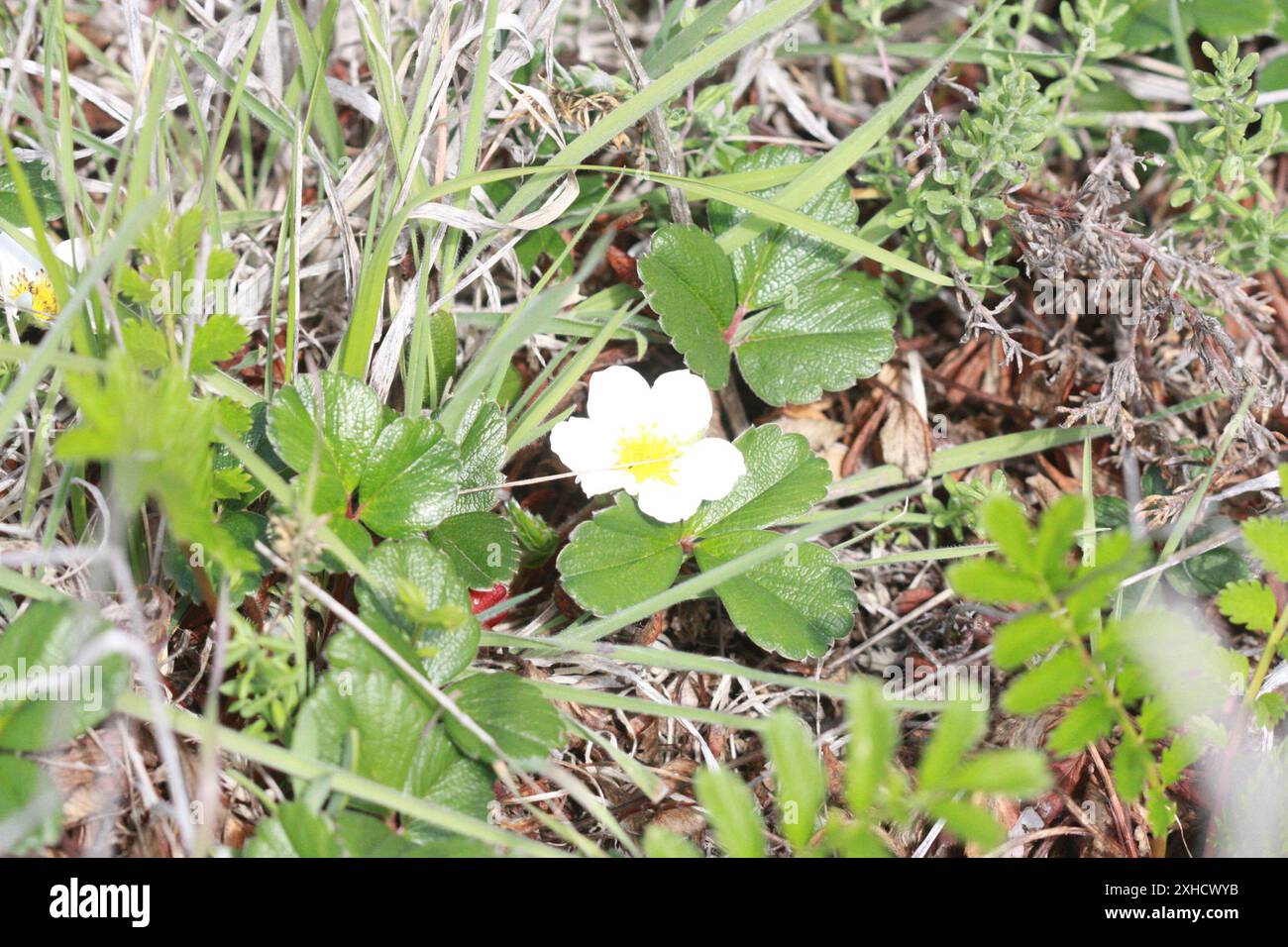 Beach strawberry fragaria chiloensis hi-res stock photography and ...