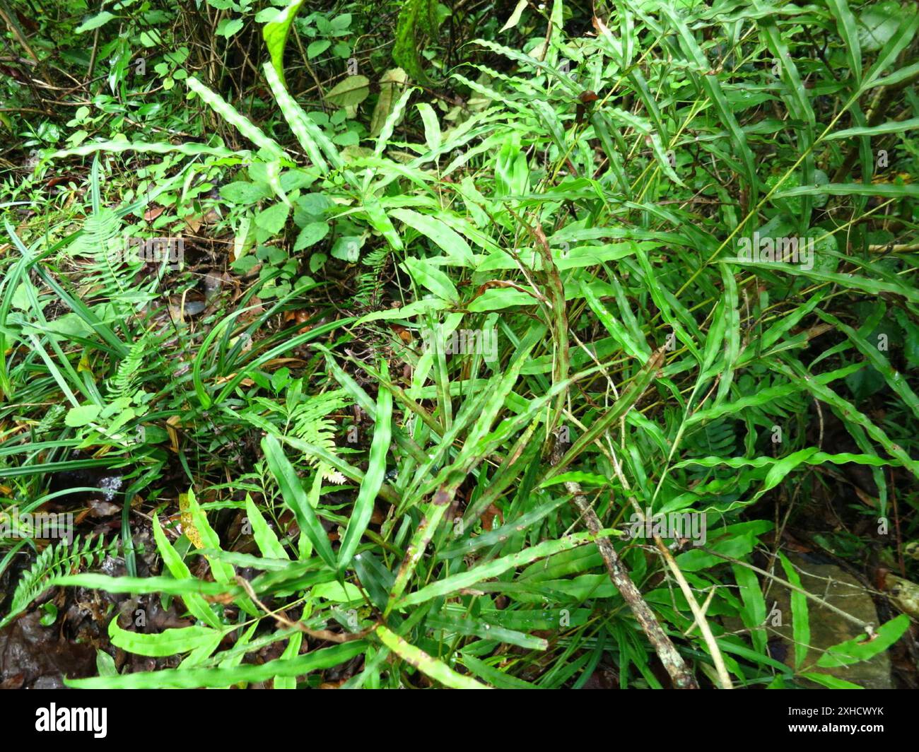 Cretan brake (Pteris cretica) Strawberry Hill Fern Trail Stock Photo ...