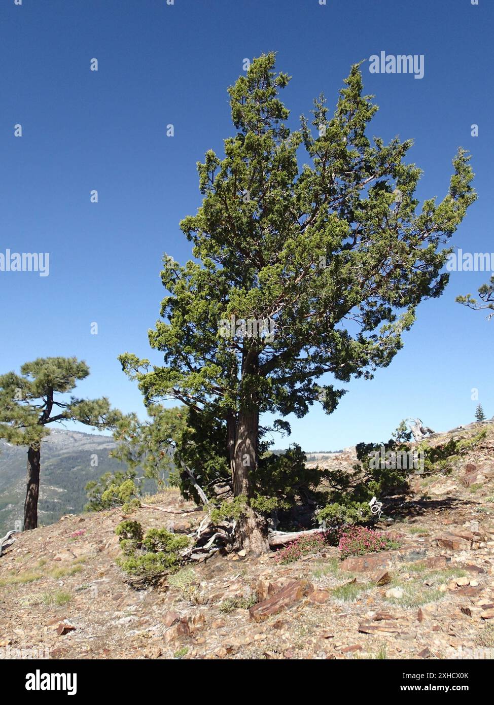 Juniperus grandis hi-res stock photography and images - Alamy