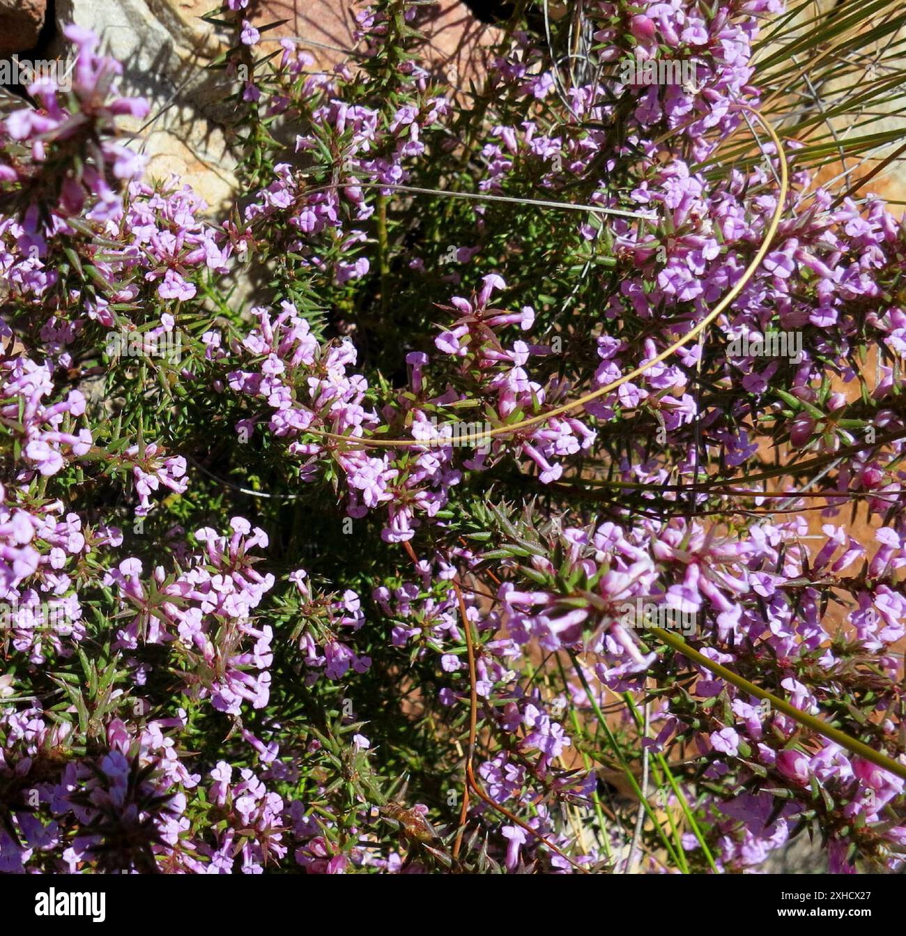 Juniper Purplegorse (Muraltia juniperifolia) Tokoloshe Cave on the ...