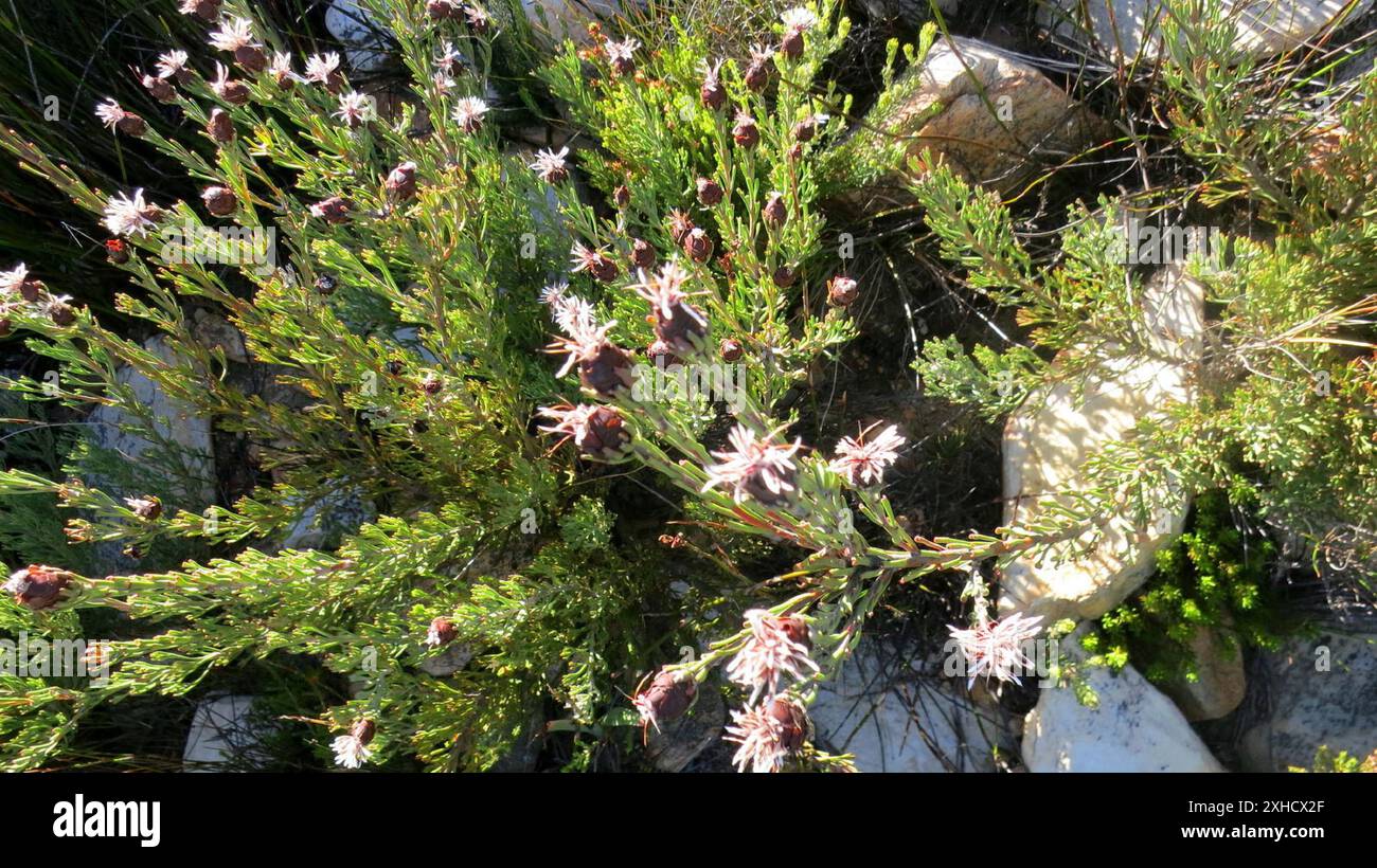 Ladismith Sceptre (Paranomus centaureoides) Jeep track to Mt aristata ...
