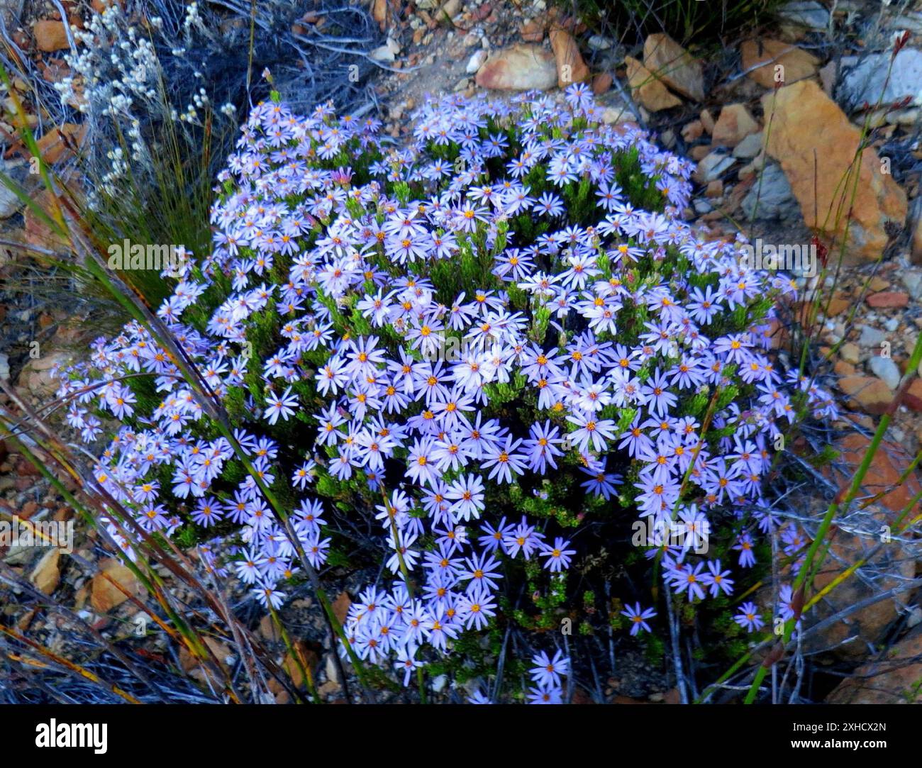 Common Fine Felicia (Felicia filifolia filifolia) Jeep track to Mt ...
