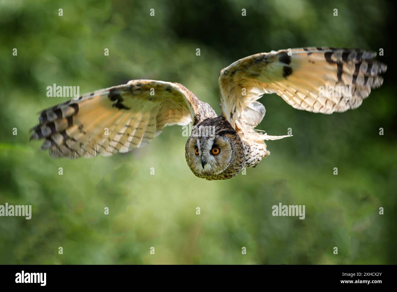 Flying long eared owls hi-res stock photography and images - Alamy