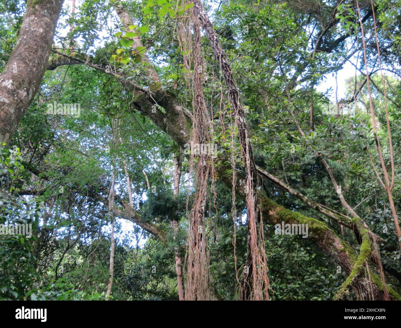 Common Forest Grape (Rhoicissus tomentosa) Strawberry Hill Fern Trail ...