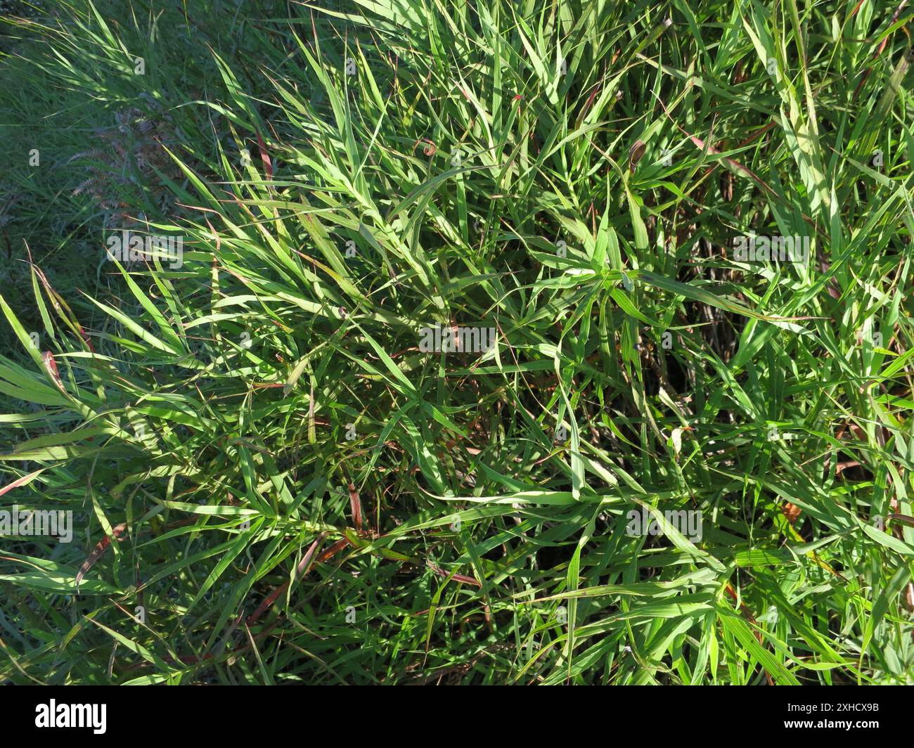 Grass Caperose (Cliffortia graminea) Bergplaas in the Outneiquas Stock ...