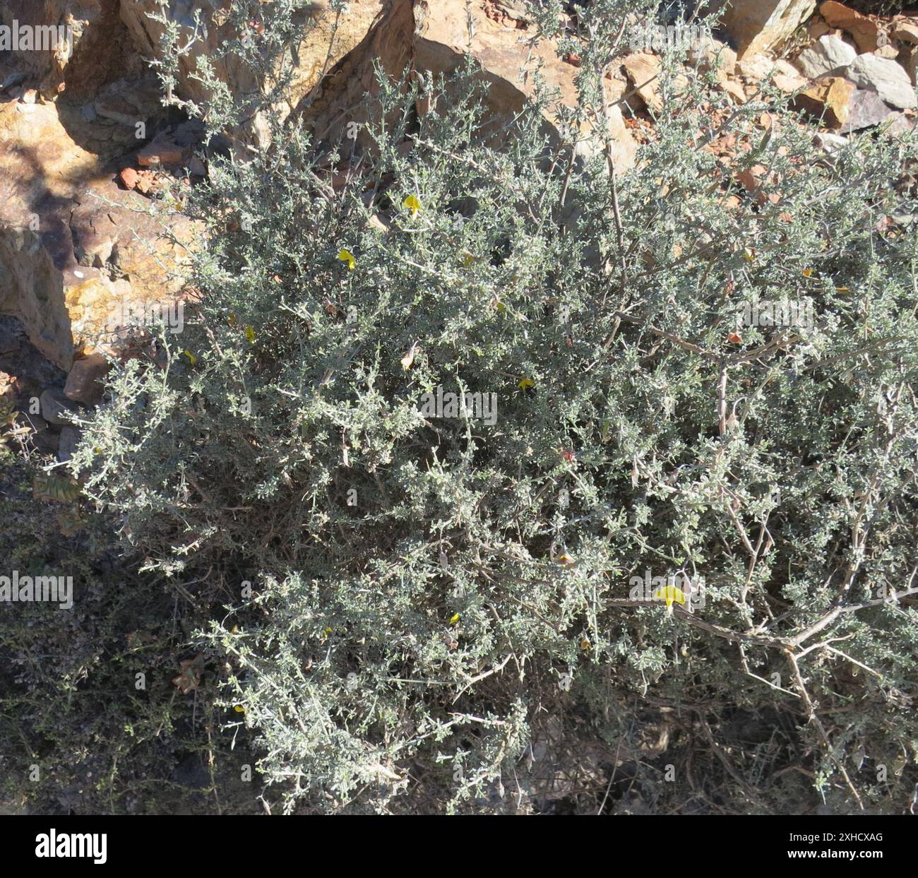 (Lotononis dahlgrenii) On the northern side of the Rooiberg Pass lower ...