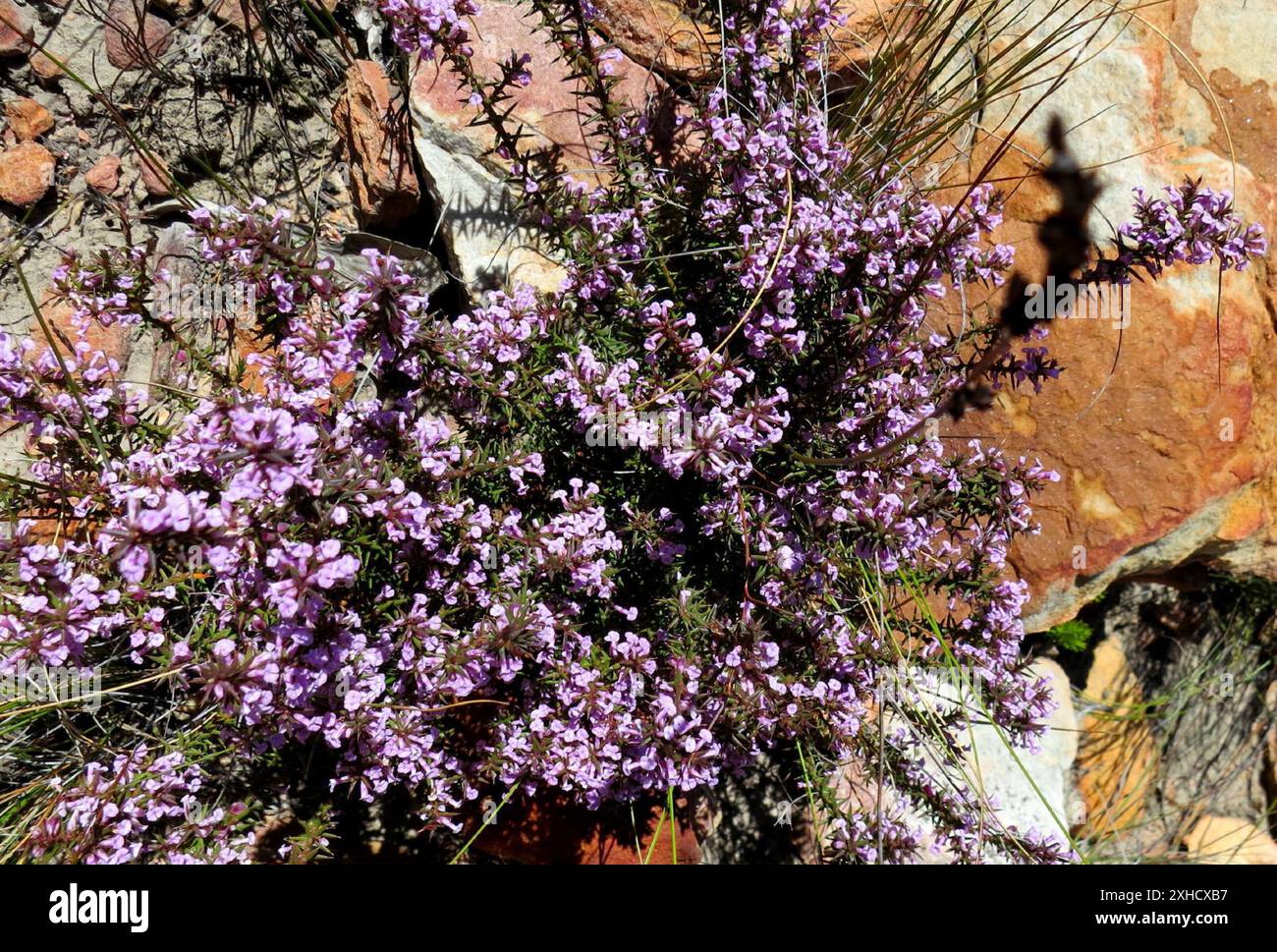 Juniper Purplegorse (Muraltia juniperifolia) Tokoloshe Cave on the ...