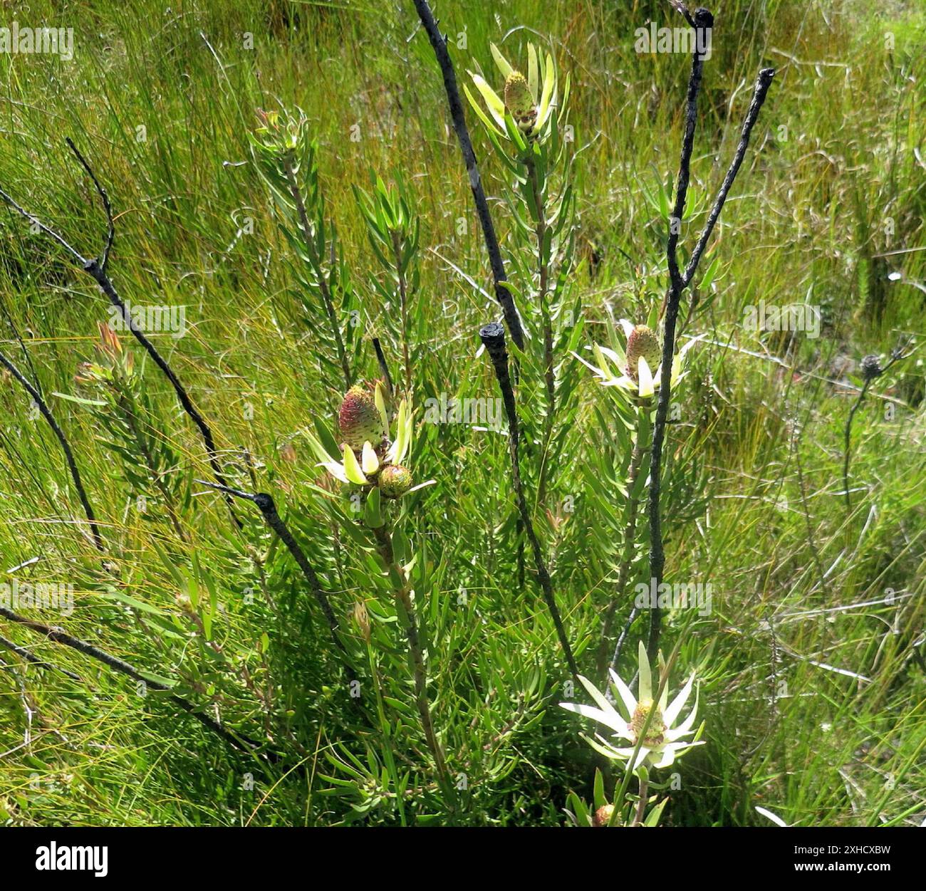 Common Spearleaf Conebush (Leucadendron spissifolium spissifolium ...