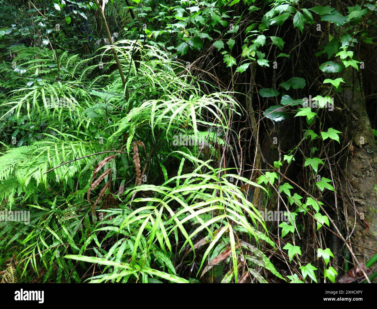 Cretan brake (Pteris cretica) Strawberry Hill Fern Trail Stock Photo ...
