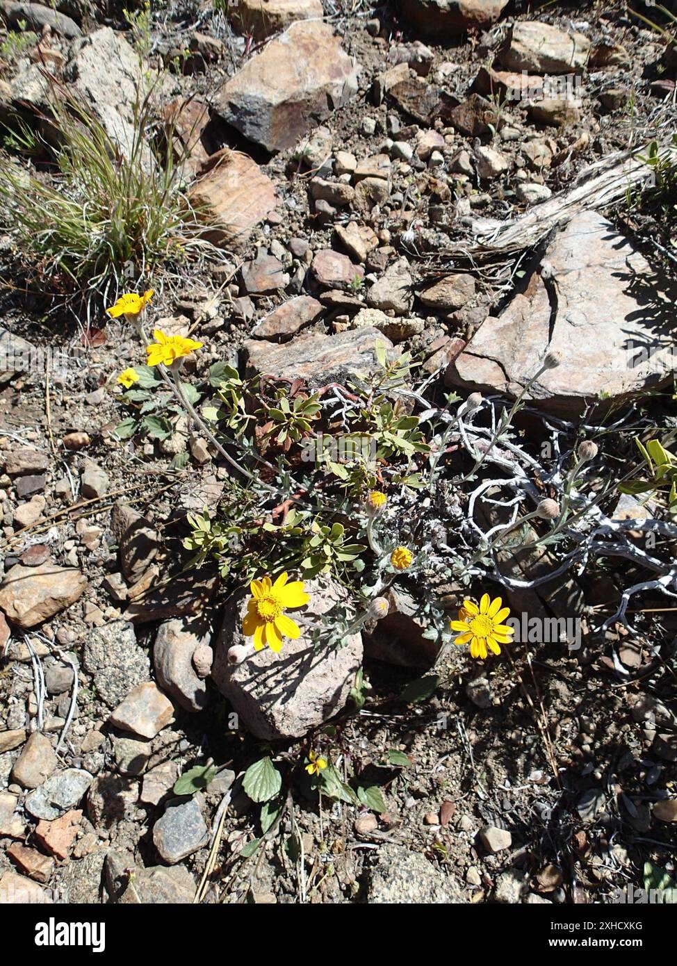 Oregon sunshine (Eriophyllum lanatum integrifolium) Point Mariah Stock ...