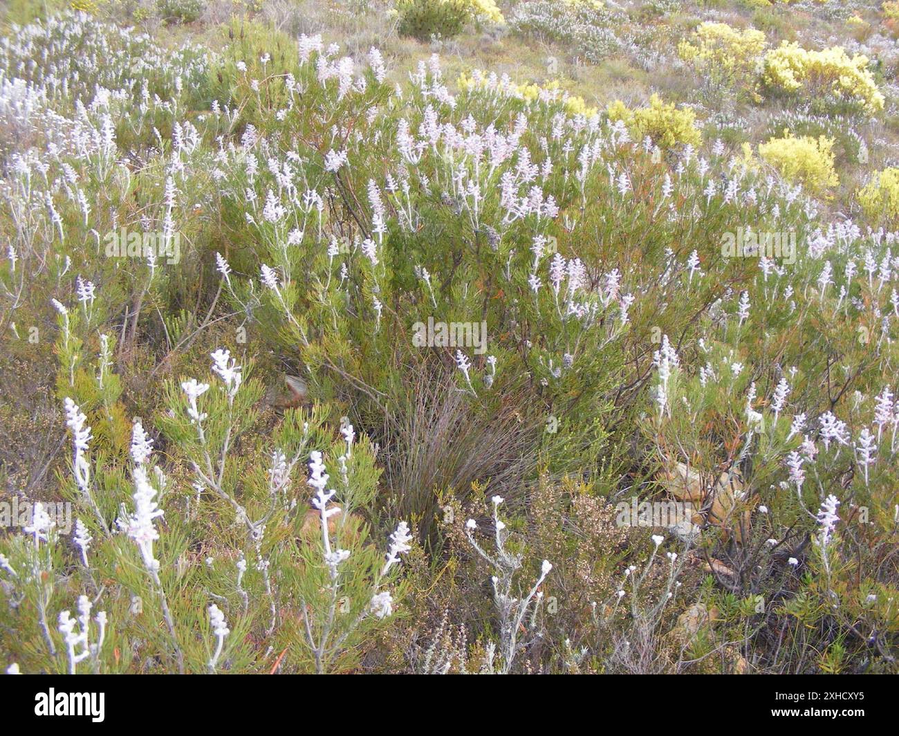 Rooiberg nature reserve hi-res stock photography and images - Alamy