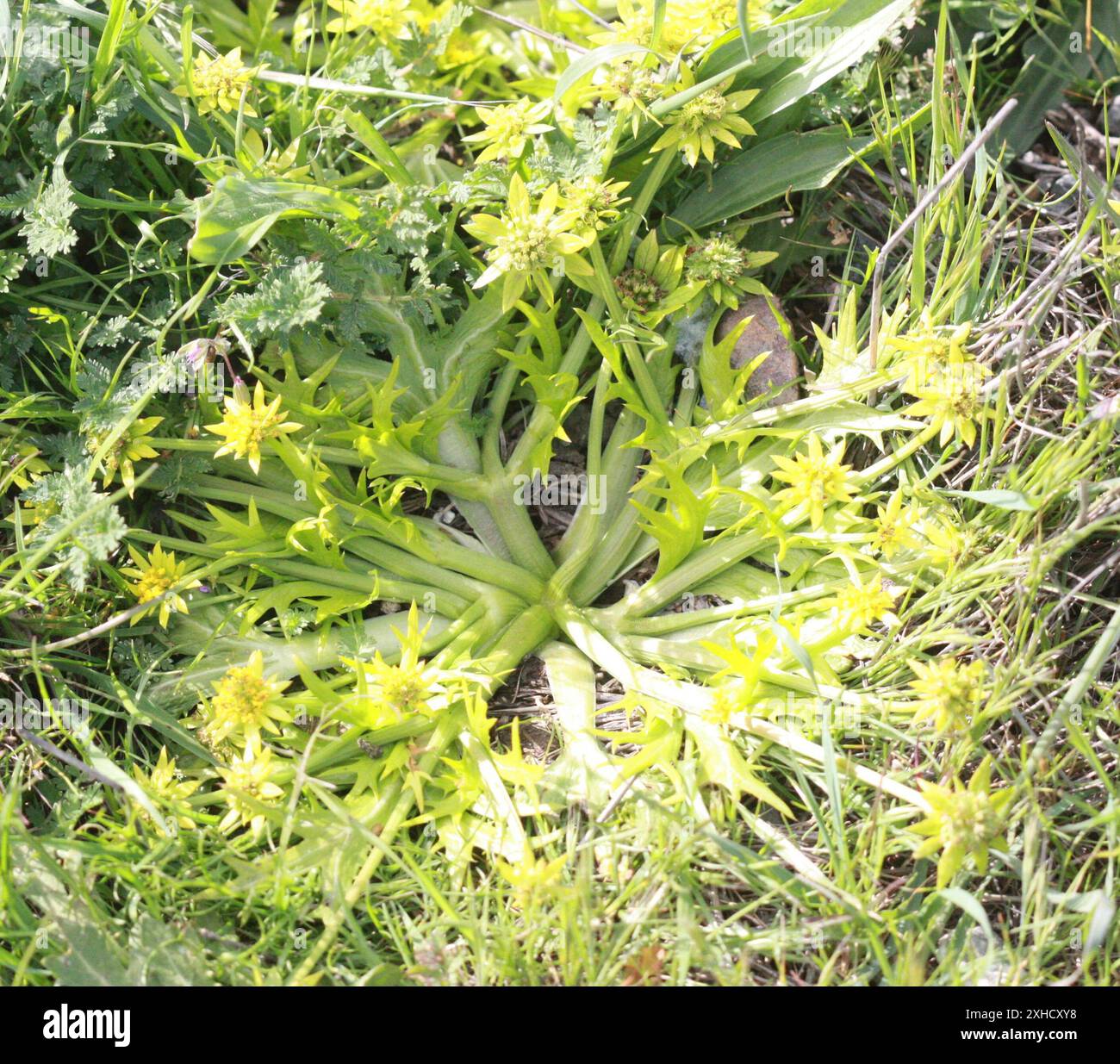 Sanicula arctopoides hi-res stock photography and images - Alamy