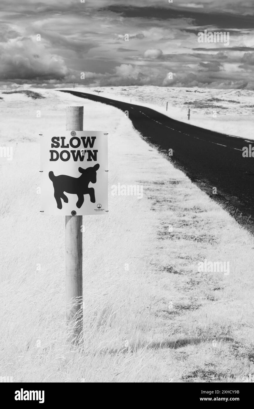 Slow down for sheep Black and White Stock Photos & Images - Alamy