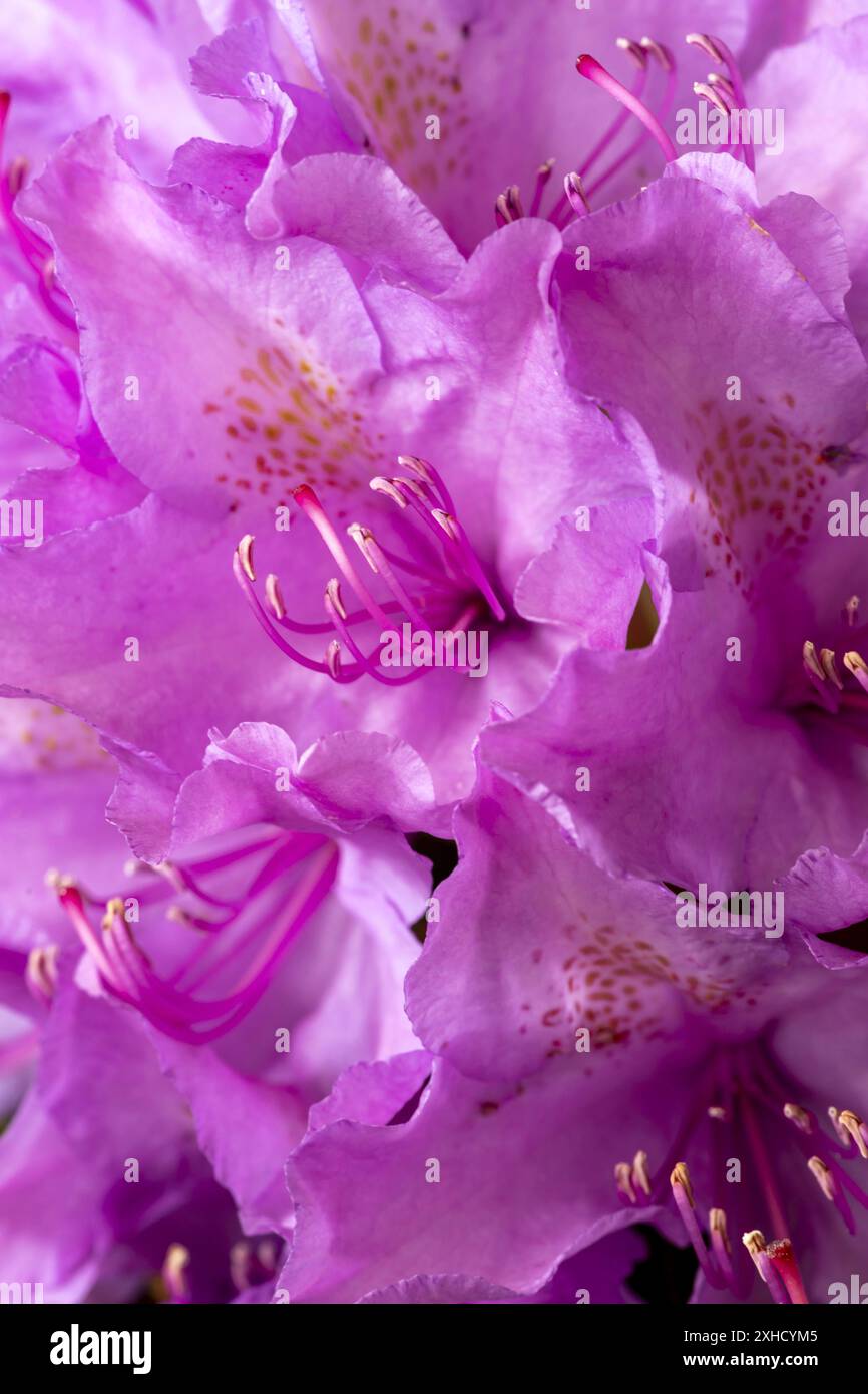 Azalea bloom up close hi-res stock photography and images - Alamy