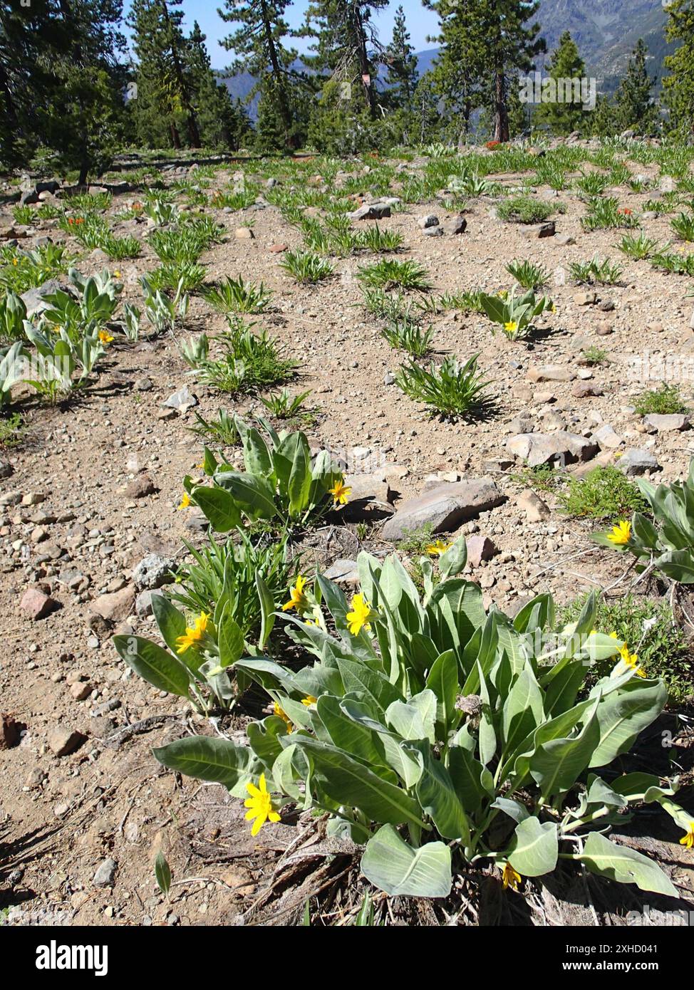 woolly mule's ears (Wyethia mollis) Point Mariah Stock Photo - Alamy