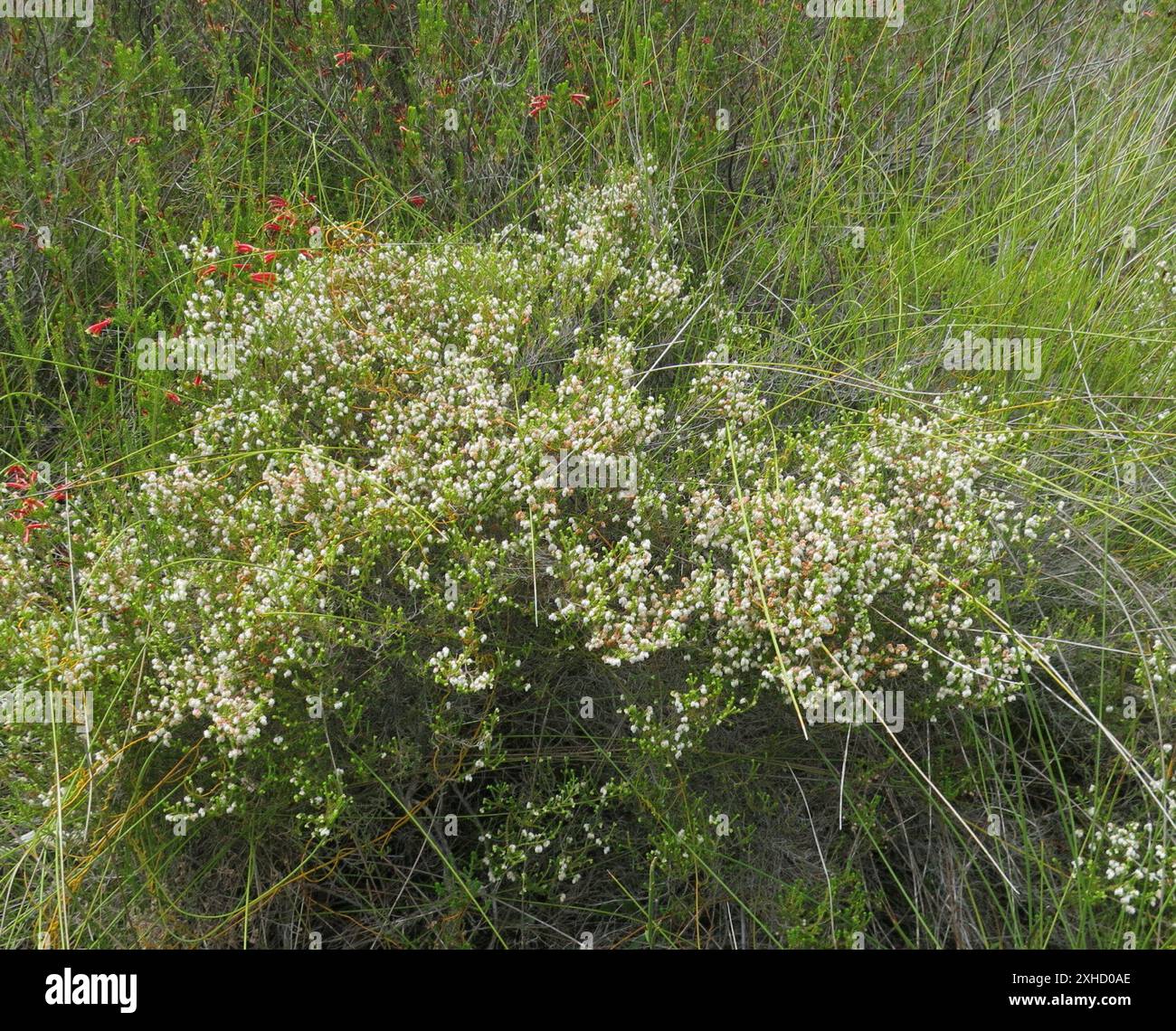 Stunning Heath (Erica formosa) Kranshoek at start of cliff path Stock ...