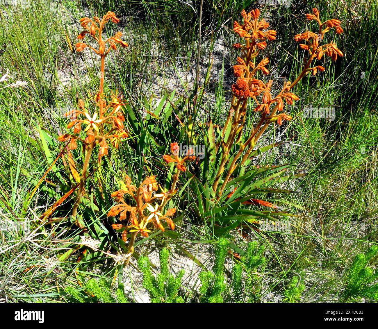 Klein drakenstein hi-res stock photography and images - Alamy