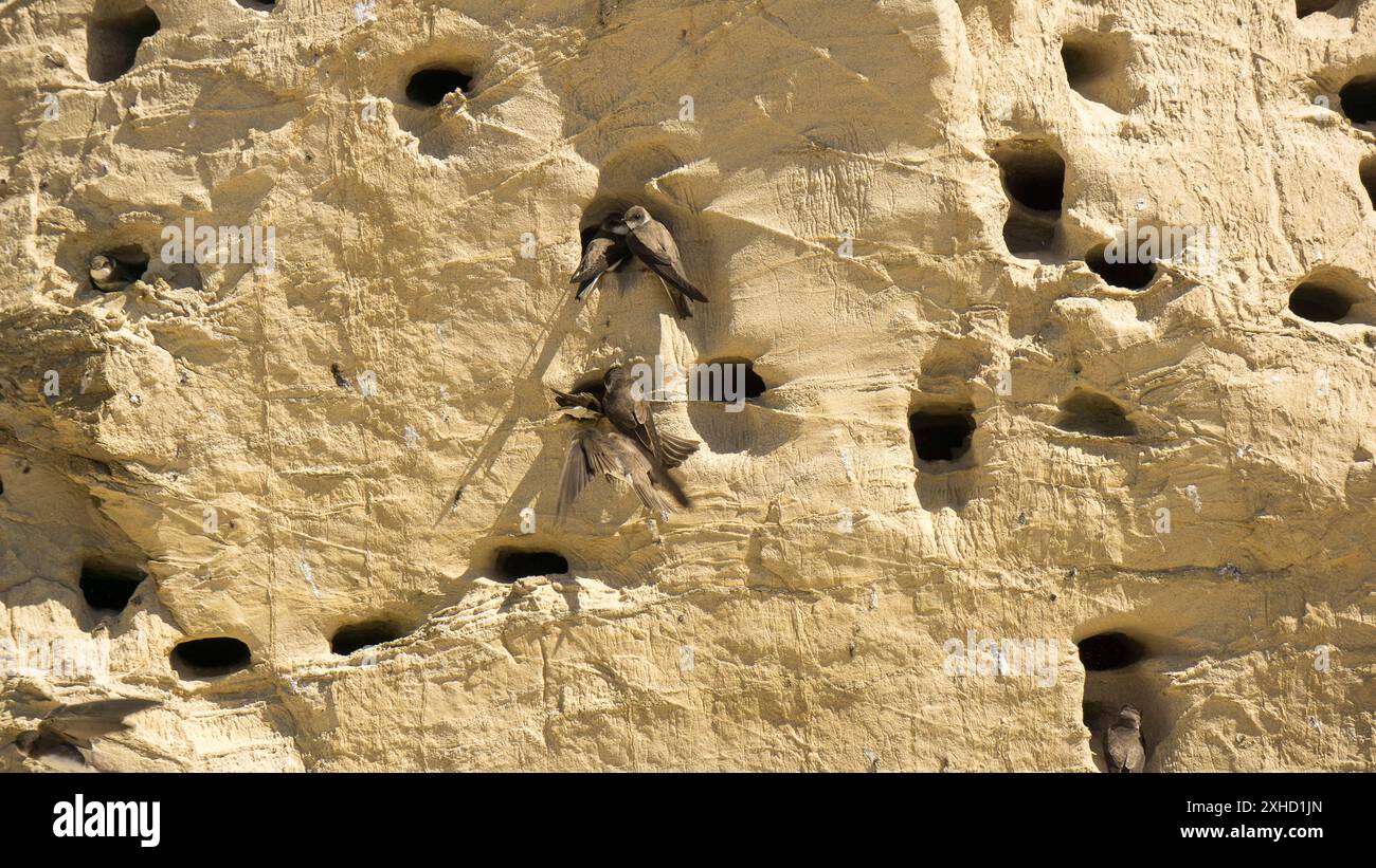 Sand martins ahead of their breeding burrows Stock Photo - Alamy