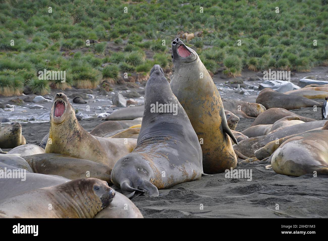 Battle harbour and animal hi-res stock photography and images - Alamy