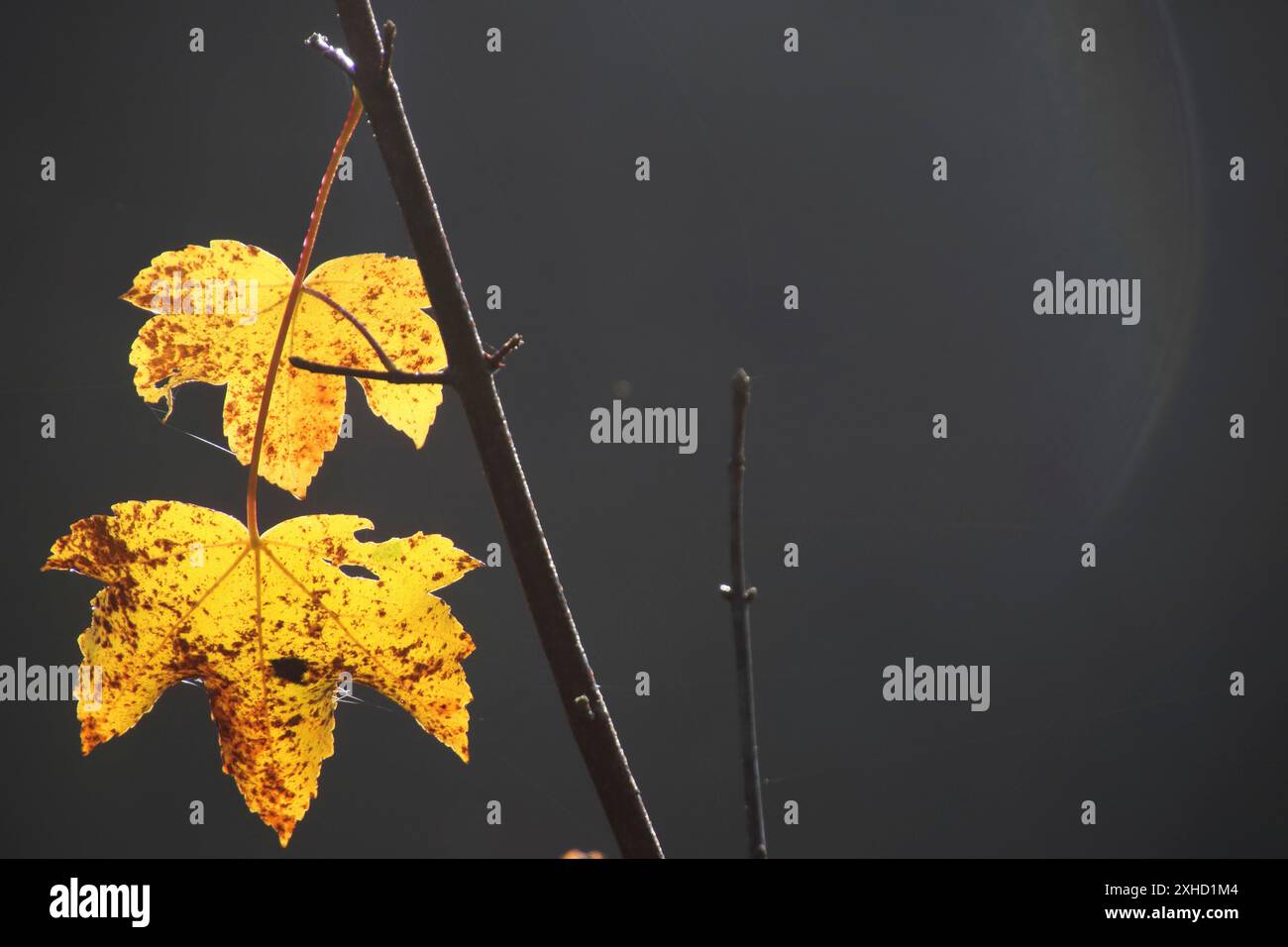 Maple autumn color hi-res stock photography and images - Alamy