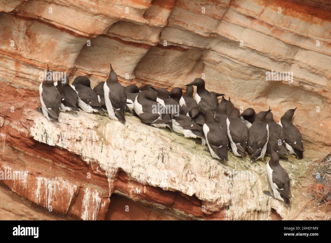 Mating guillemots hi-res stock photography and images - Alamy