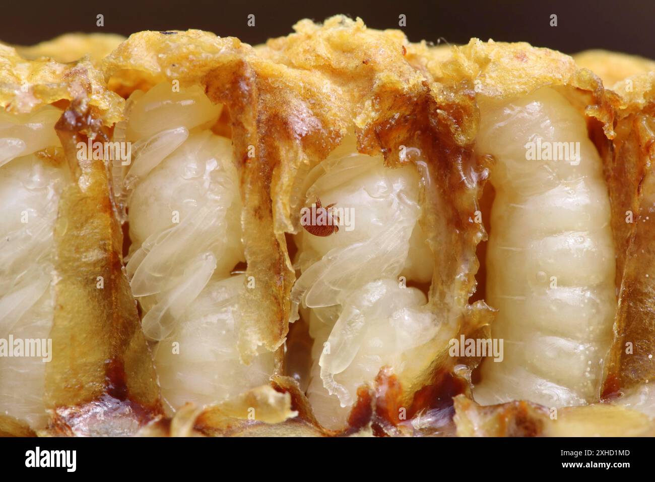Varroa mite hi-res stock photography and images - Alamy