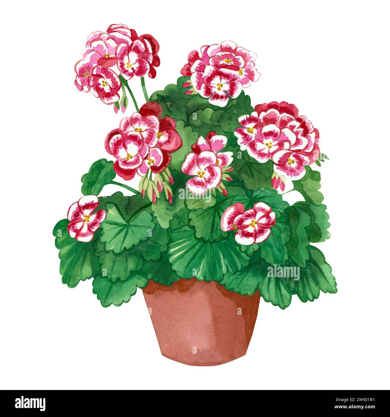 Watercolor illustration. Pink geranium with green leaves, indoor plant ...