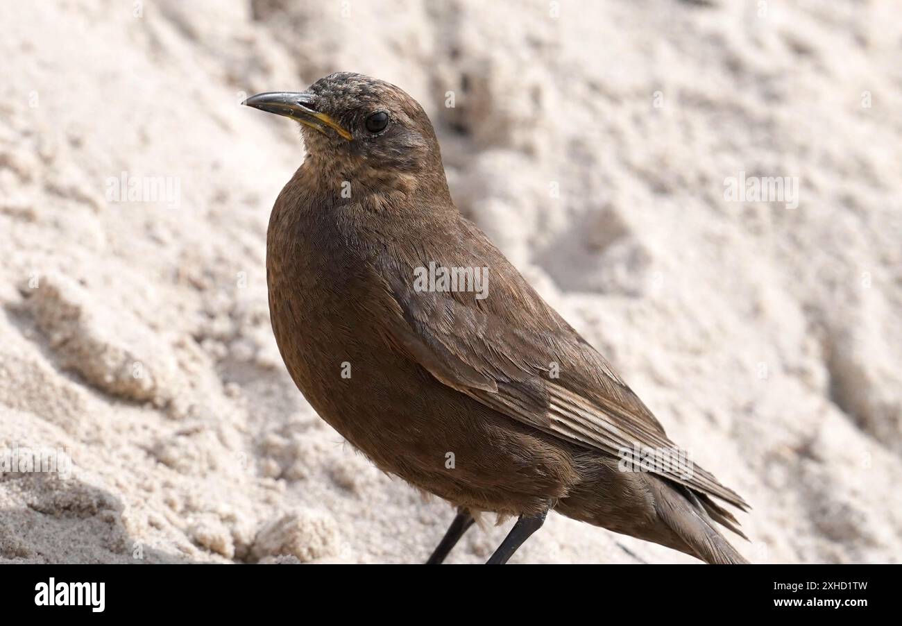 Carcass bird hi-res stock photography and images - Alamy
