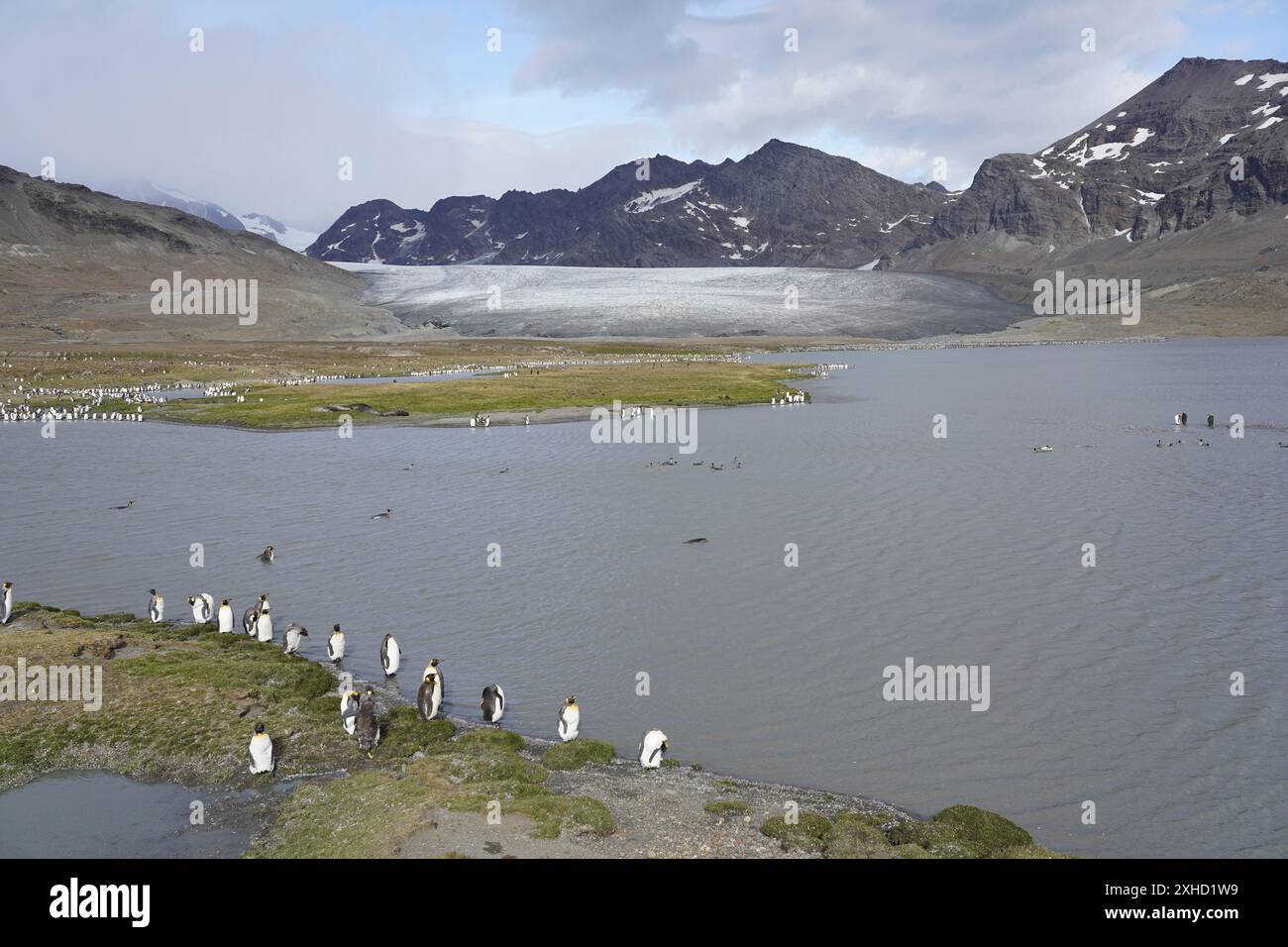 Glacial lake with king penguins, St. Andrews Bay, South Georgia Stock ...