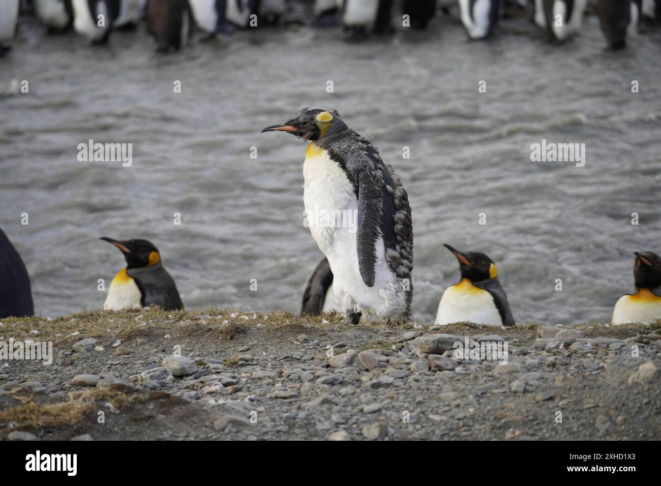 King penguins moulting south georgia hi-res stock photography and ...