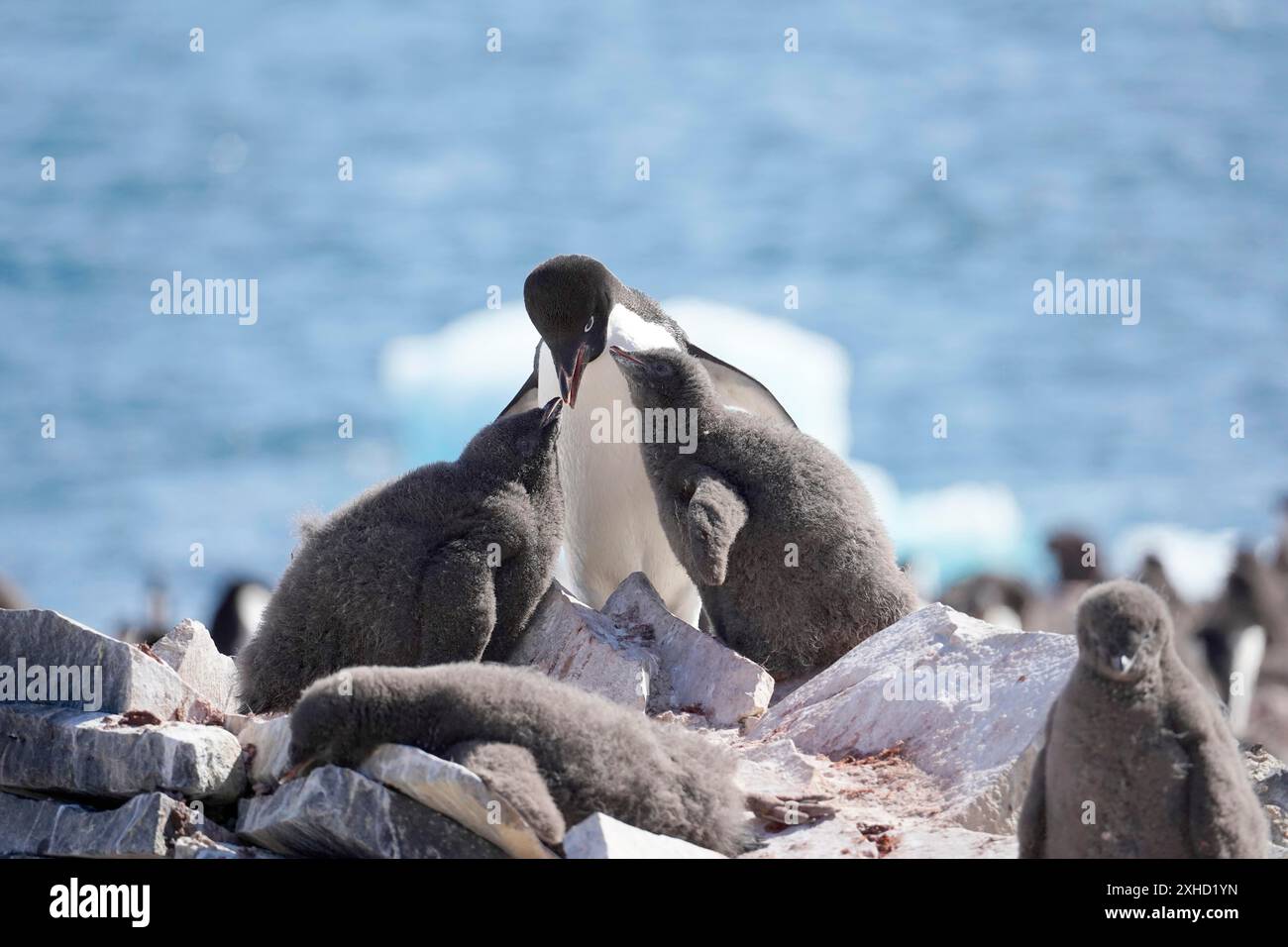 Adeli hi-res stock photography and images - Alamy