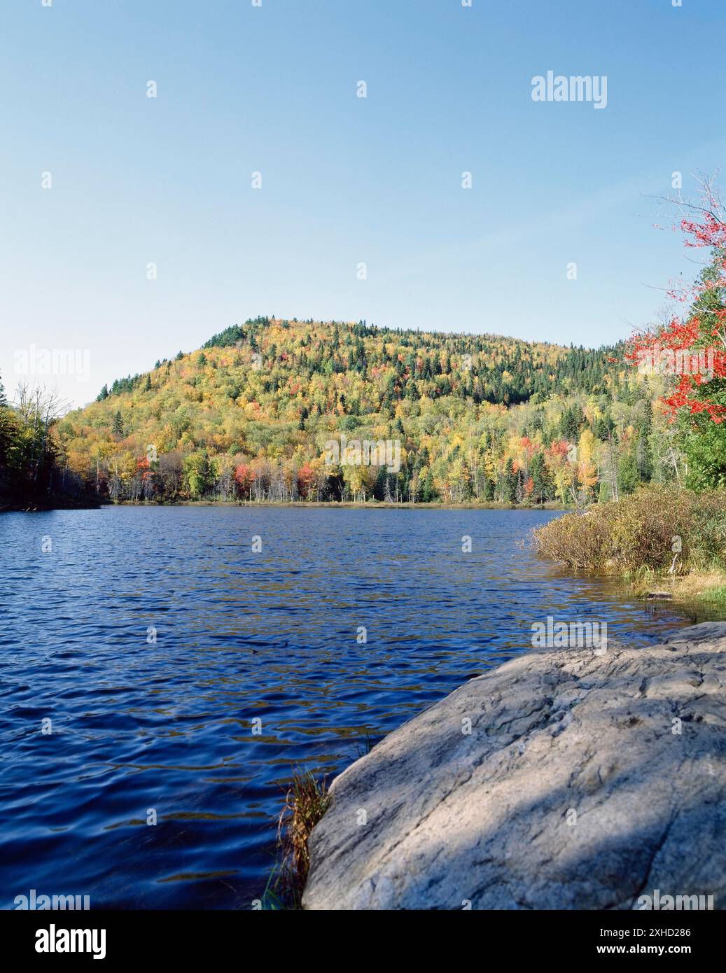 Lake and mountain covered with dense forest of deciduous and evergreen ...