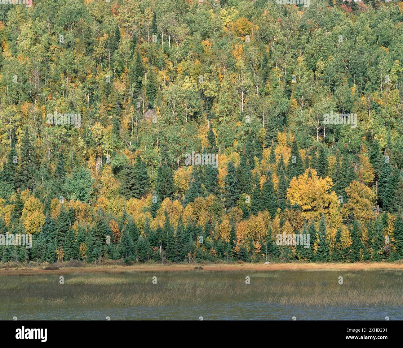 Fresh water marsh and forest of dense evergreen and deciduous trees in ...