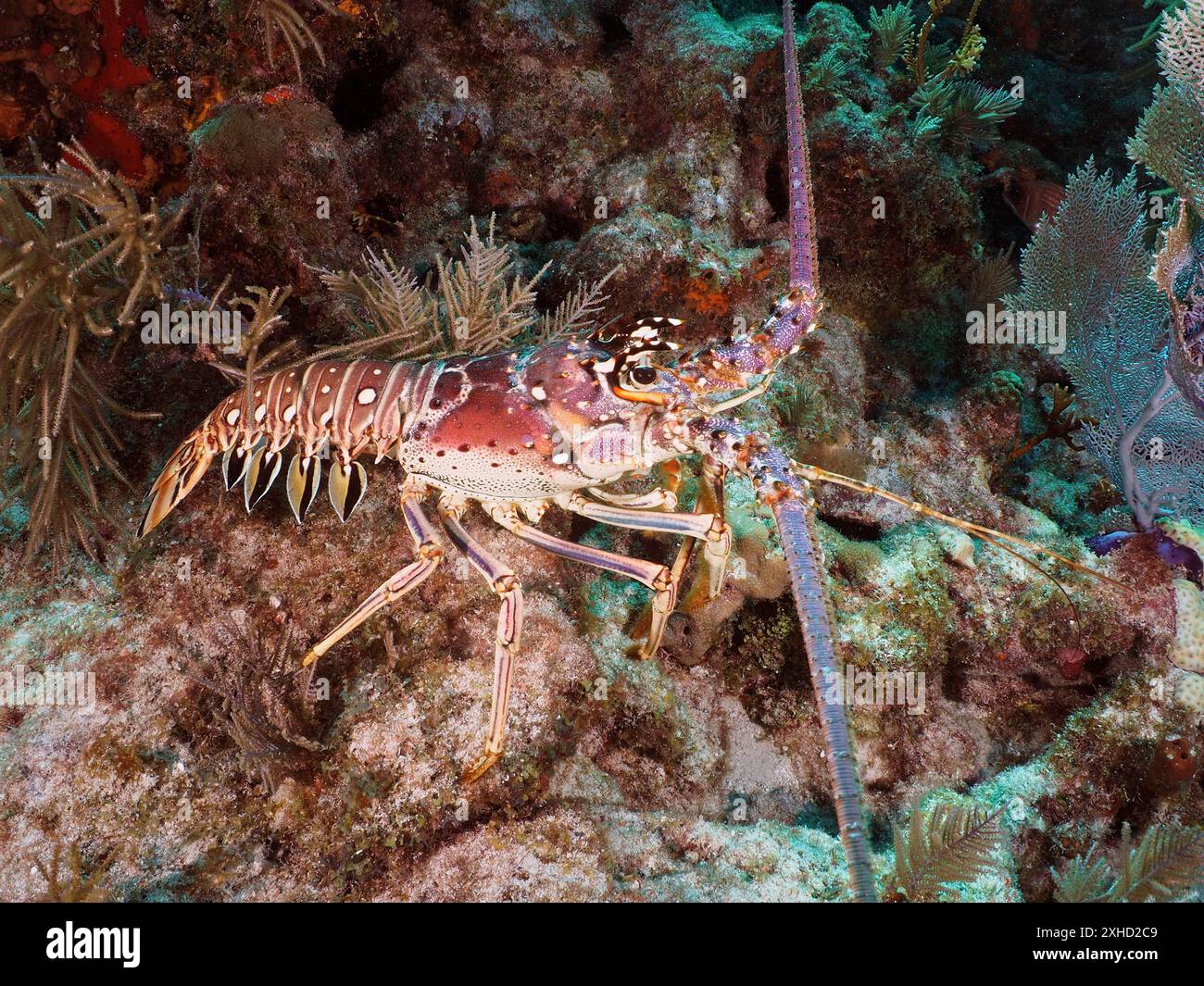 A caribbean spiny crayfish (Panulirus argus) crawls over rocks in the ...