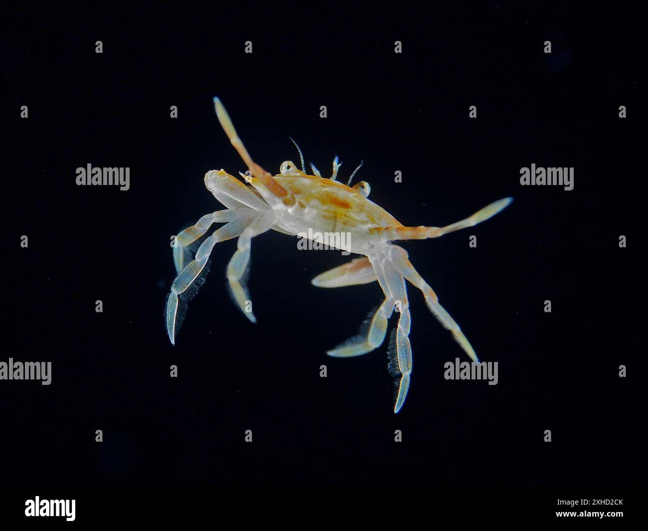 A small crab, Sargassum swimming crab (Portunus sayi), swims at night ...