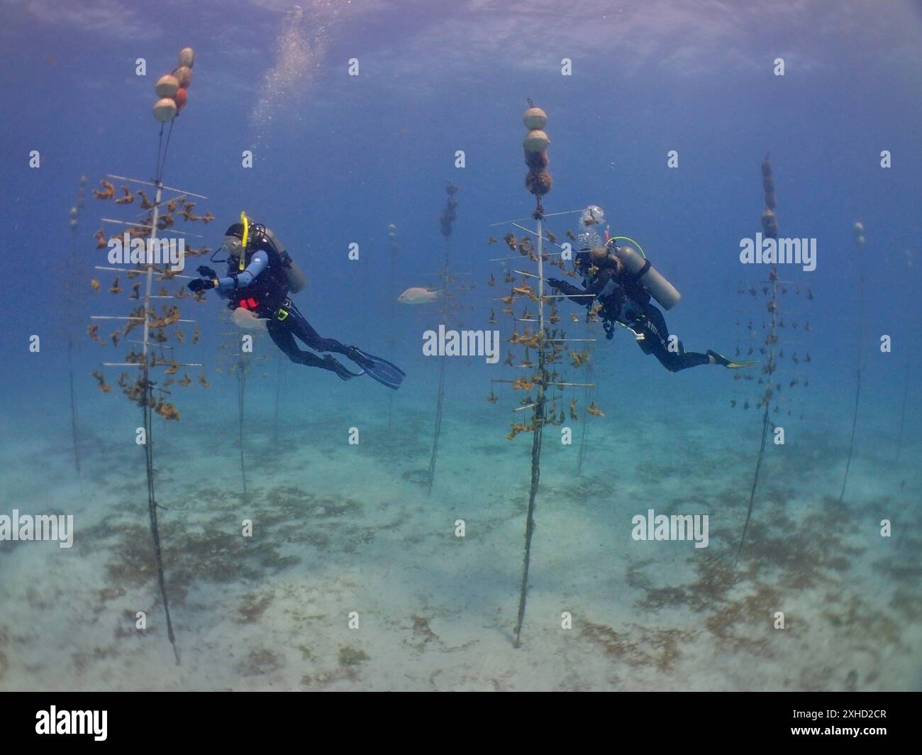 Coral cultivation. Two divers work on planting corals underwater in the ...