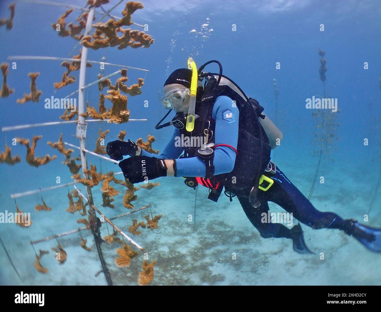 Coral cultivation. A diver works on coral plants underwater in the ...