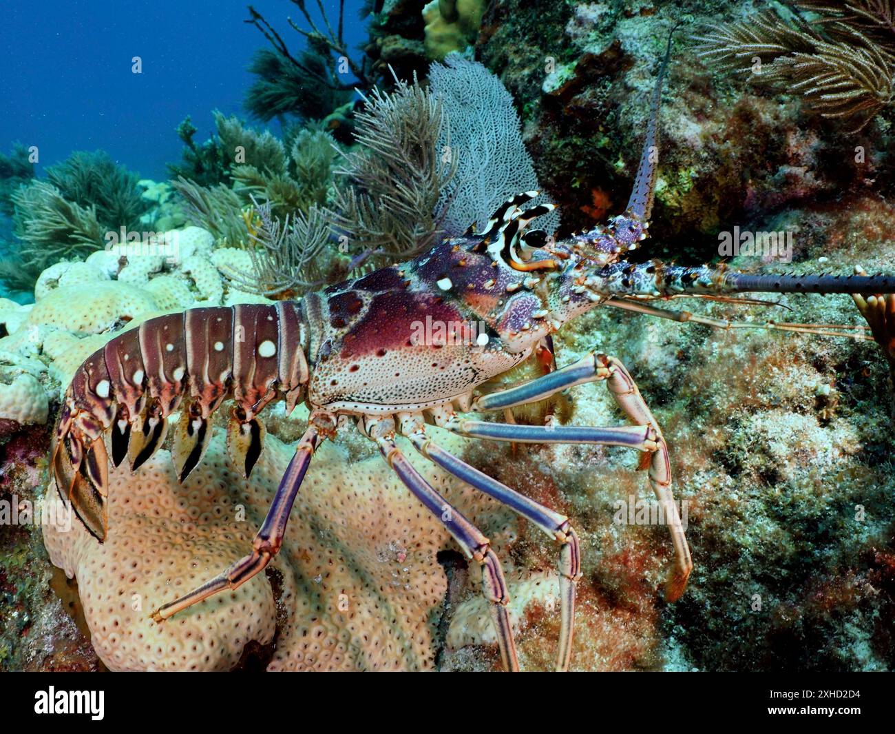 Close-up of a caribbean spiny crayfish (Panulirus argus) surrounded by ...