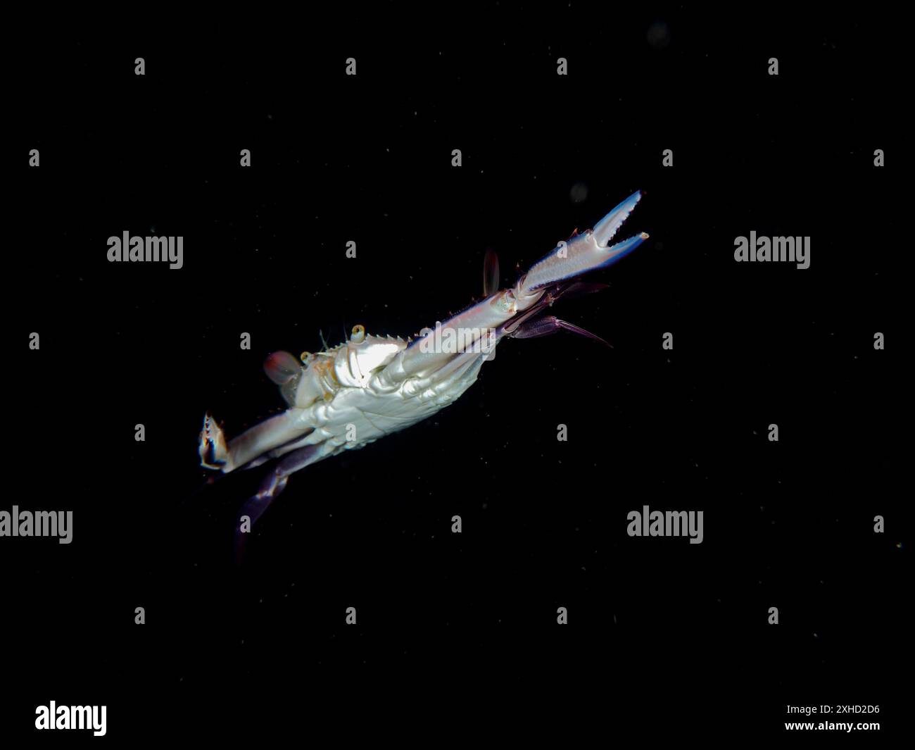 A small crab, Sargassum swimming crab (Portunus sayi), swims at night ...
