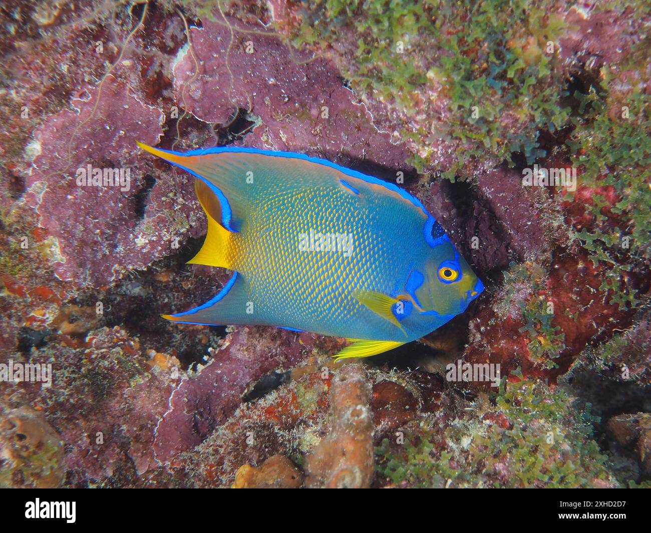 A colourful queen angelfish (Holacanthus ciliaris) swims surrounded by ...