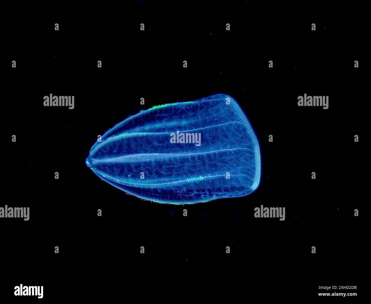 Mediterranean melon jellyfish hi-res stock photography and images - Alamy
