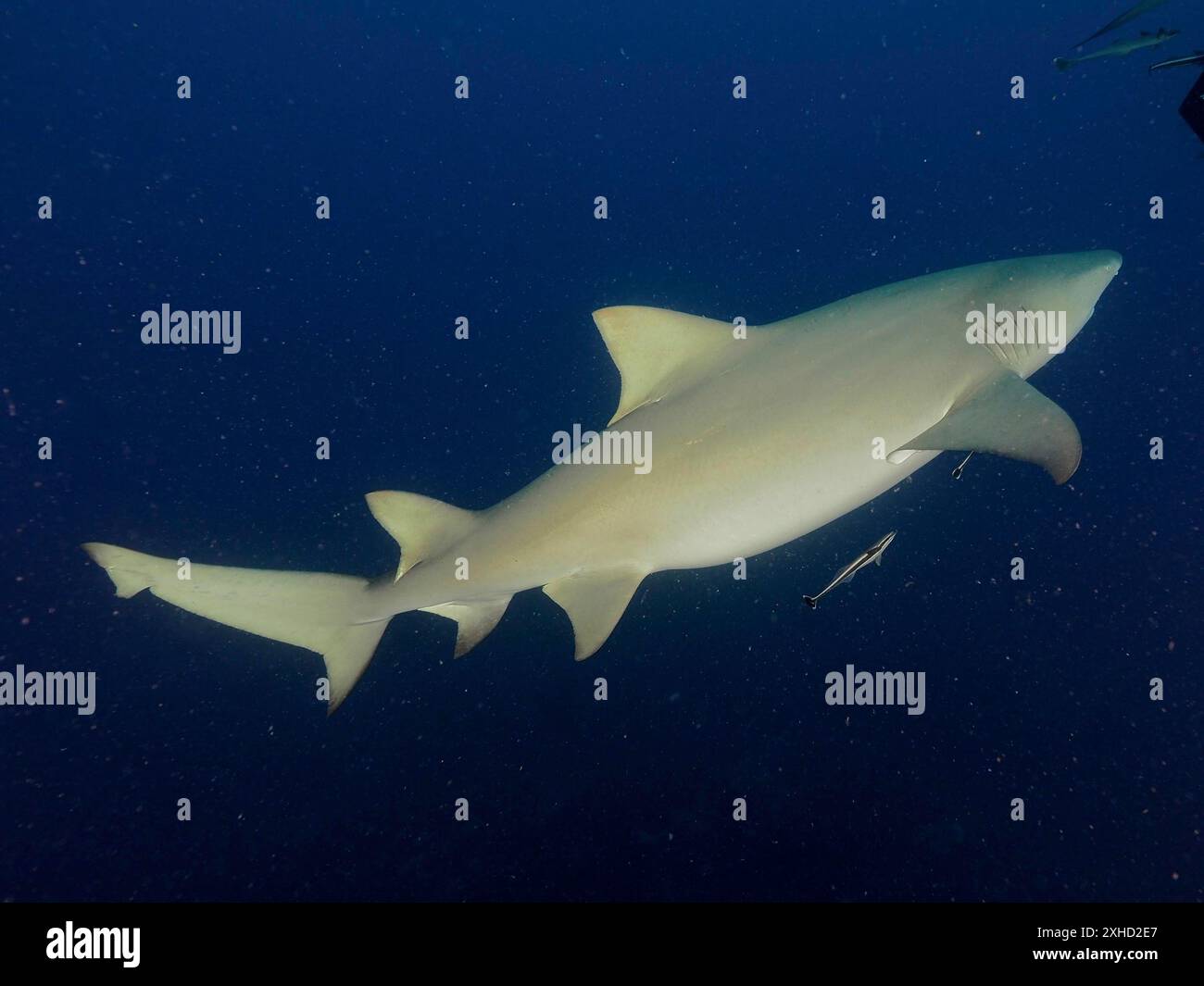 Deep sea fish dark hi-res stock photography and images - Alamy