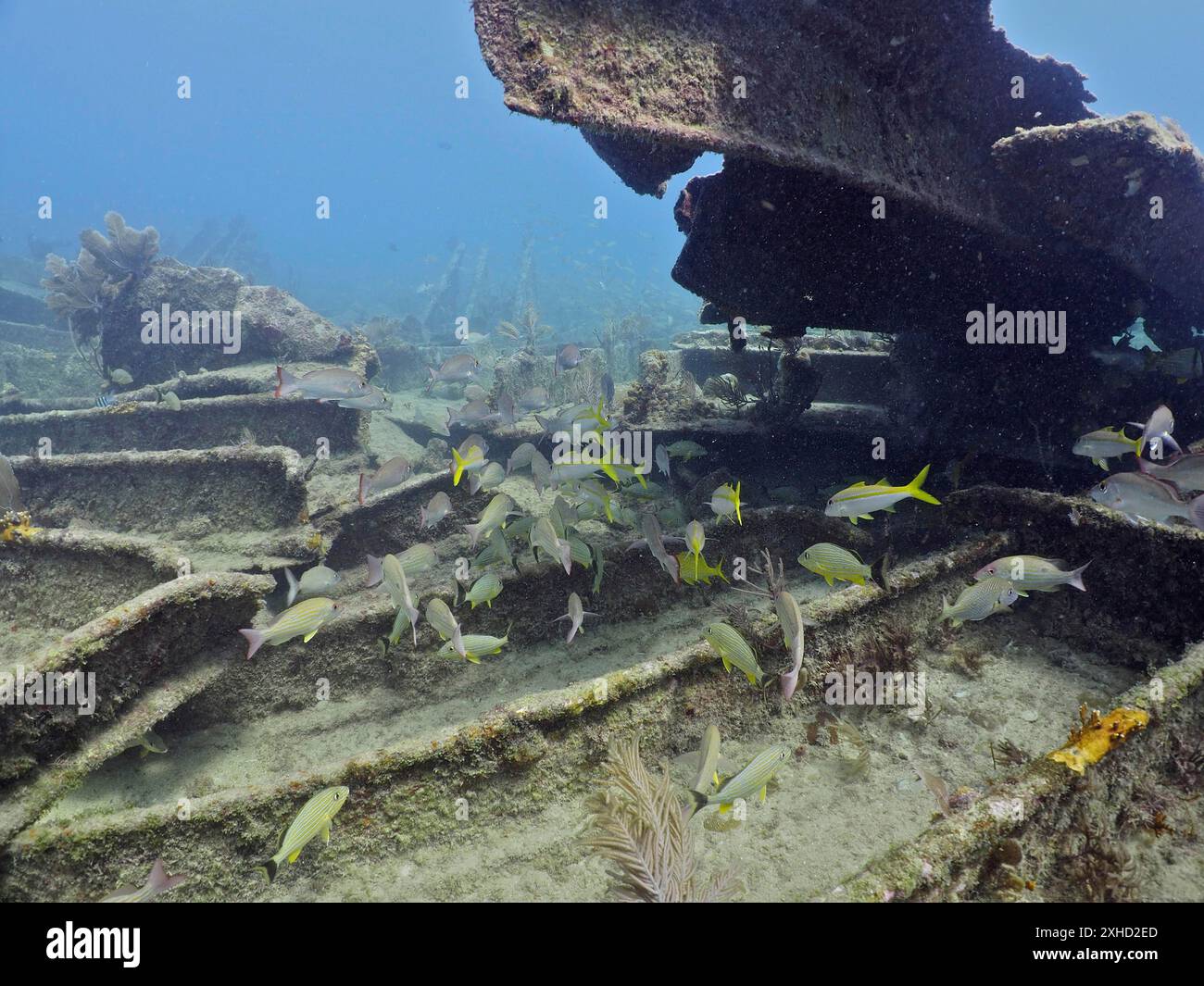 Wreck of the Benwood with fish swimming around. Dive site John ...