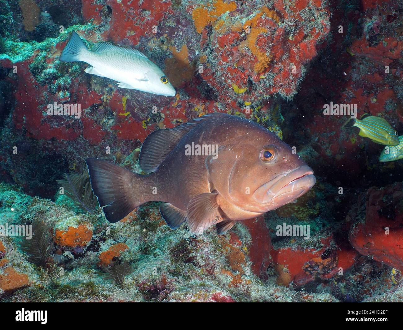 Large dark fish, Black Grouper (Mycteroperca bonaci), surrounded by ...